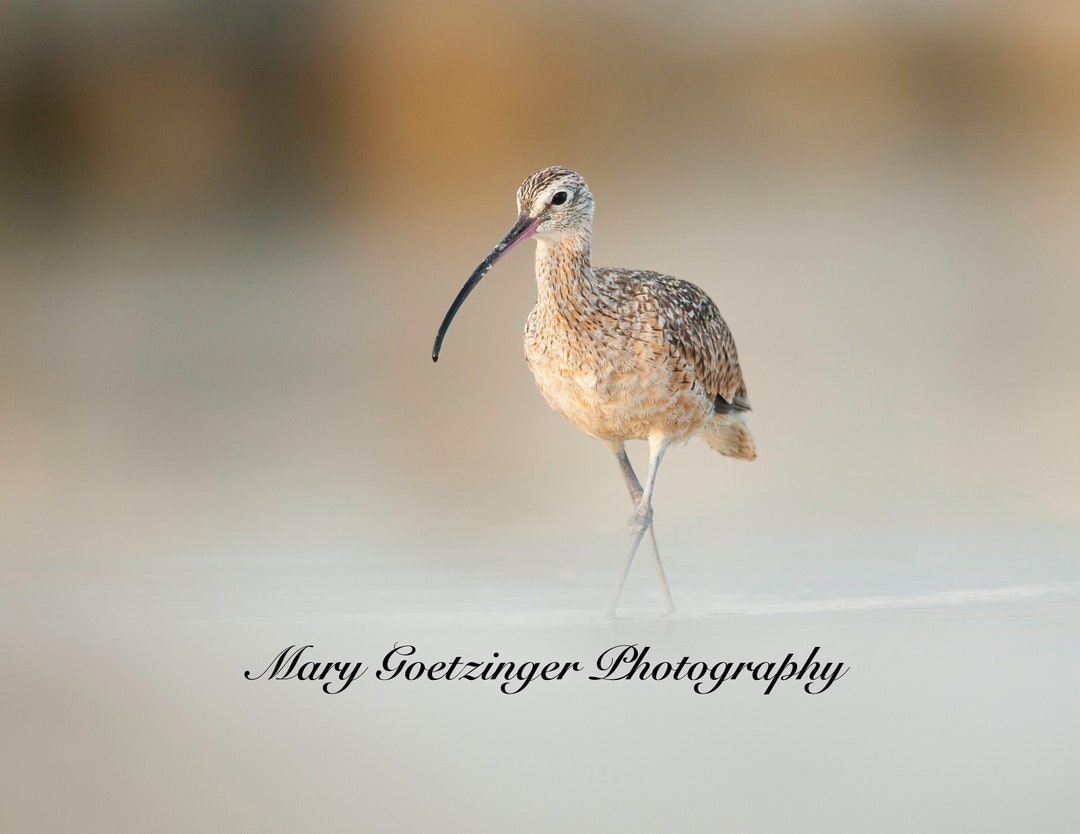 Long-billed Curlew Florida Shorebird Wildlife Photo - Etsy
