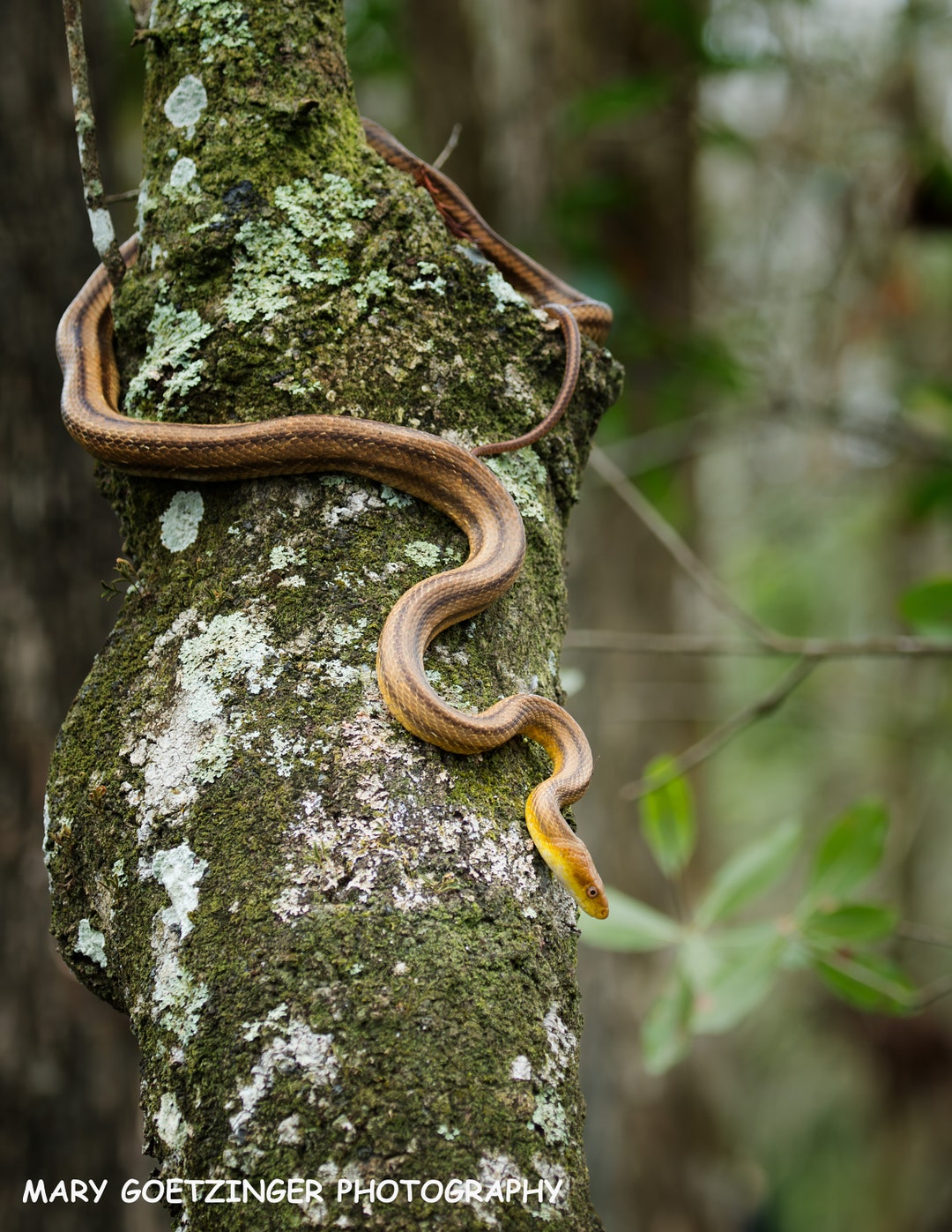 Yellow Rat Snake in Six Mile Cypress Slough Preserve Fort Myers Reptile ...