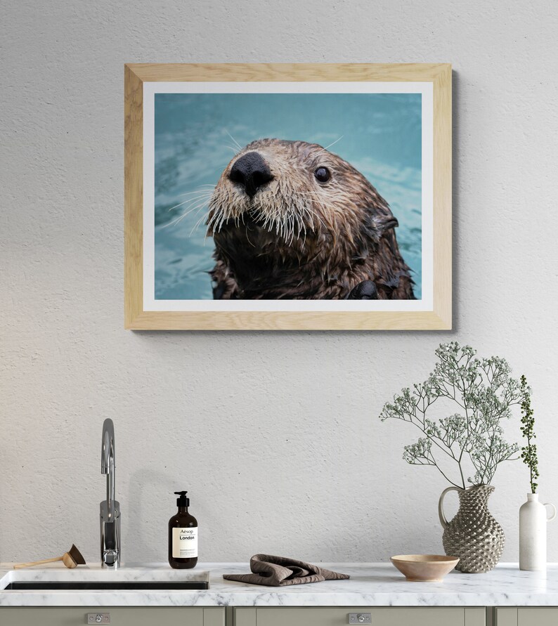 Sea Otter Coming up to Say Hello Wildlife Print Wall Art - Etsy