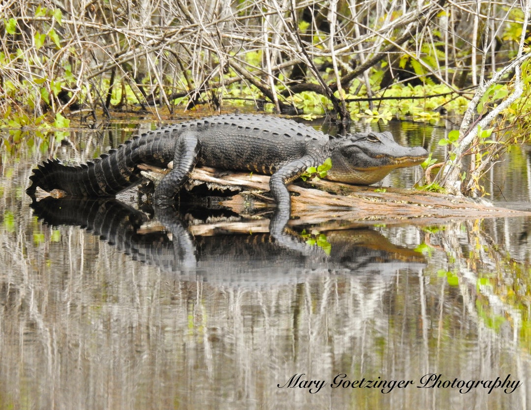 American Alligator at Six Mile Cypress Slough Preserve: Reptile Wall ...