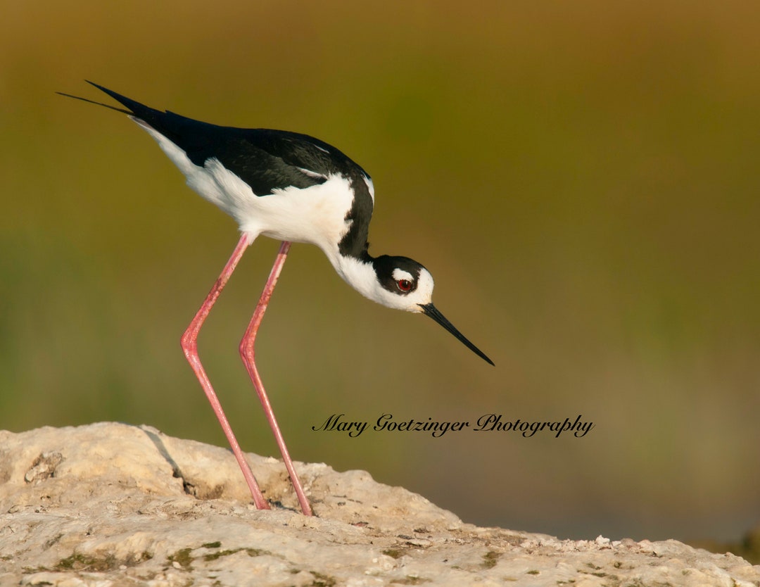 Black-necked Stilt Florida Shore Bird Photography - Etsy