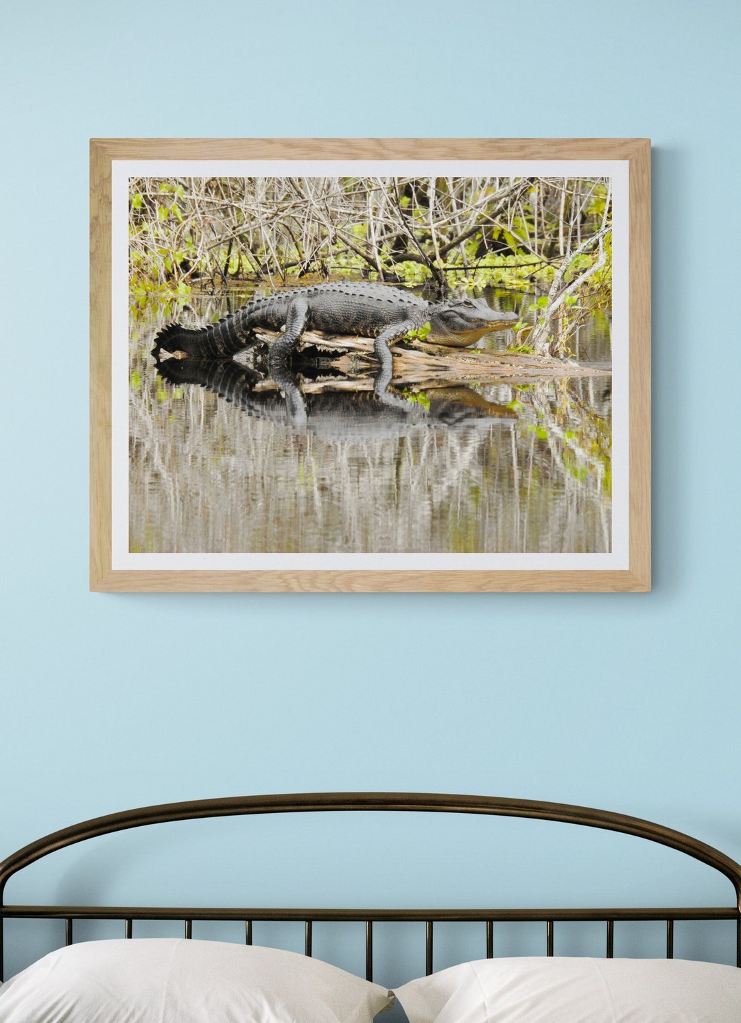 American Alligator at Six Mile Cypress Slough Preserve: Reptile Wall ...
