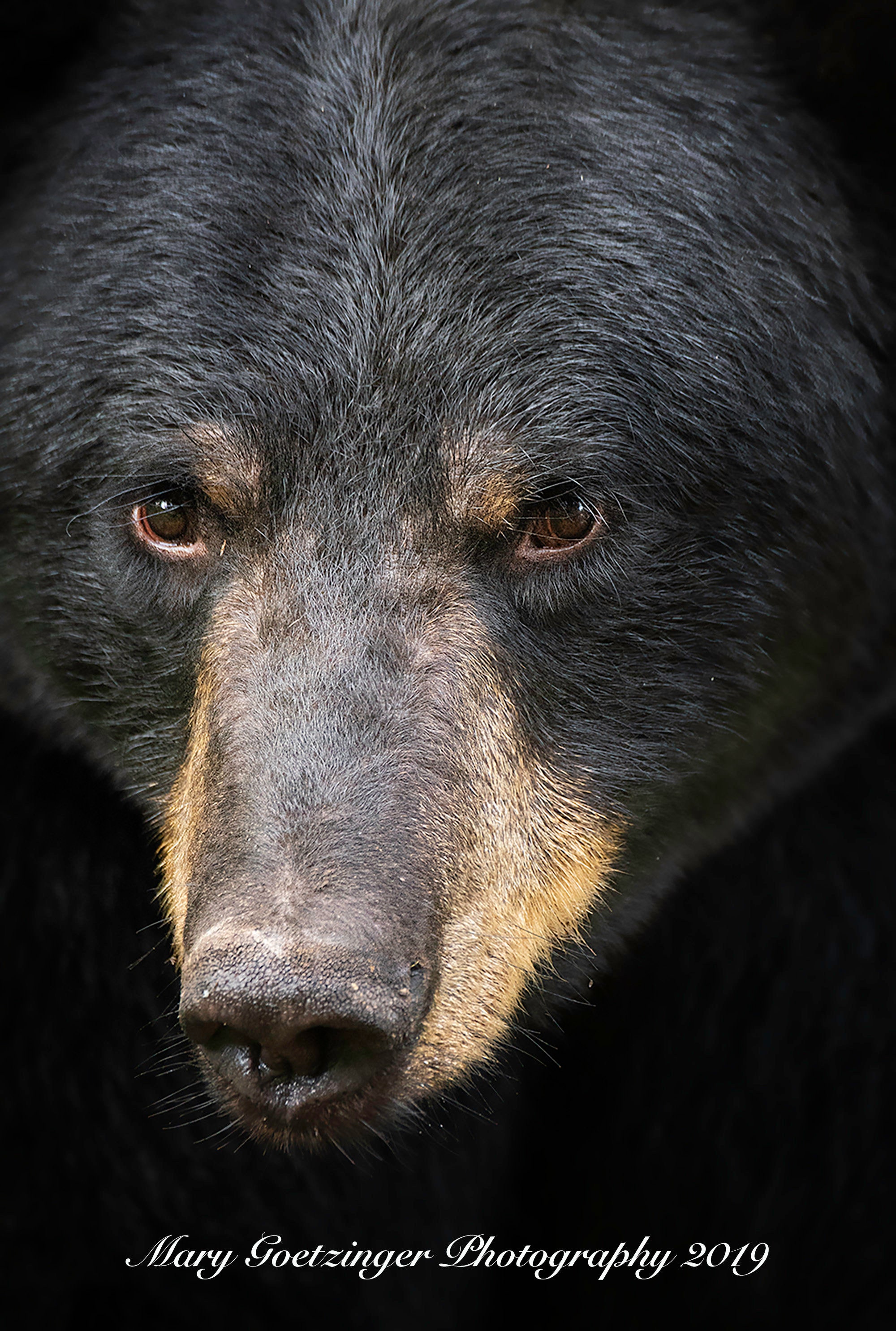 Soulful Look by a Black Bear. Bear Photography Wildlife - Etsy