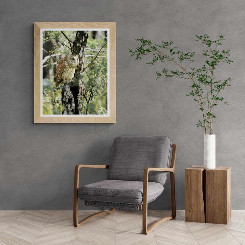 Barred Owl Hunting in Six Mile Cypress Slough Preserve. Florida Bird ...