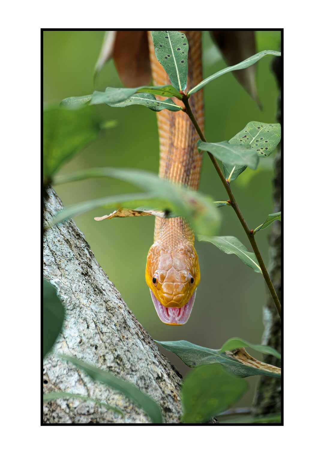 Yellow Rat Snake Note Card: Wildlife Photography Art, Personalized - Etsy