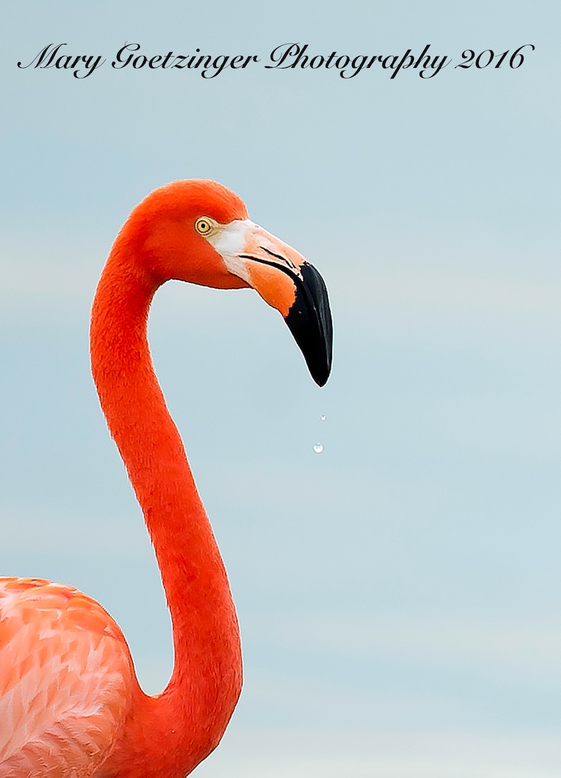 American Flamingo Florida Bird Wildlife Photography - Etsy