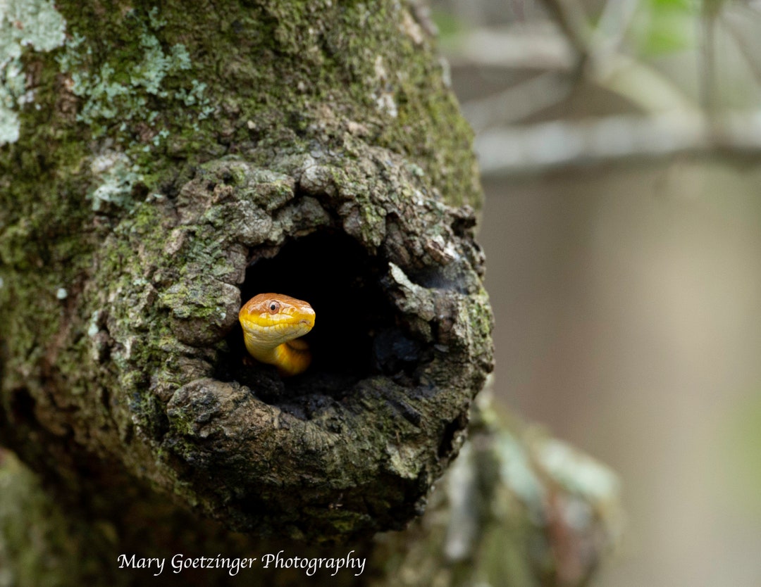 Yellow Rat Snake in Florida Cypress Slough: Captivating Wildlife ...