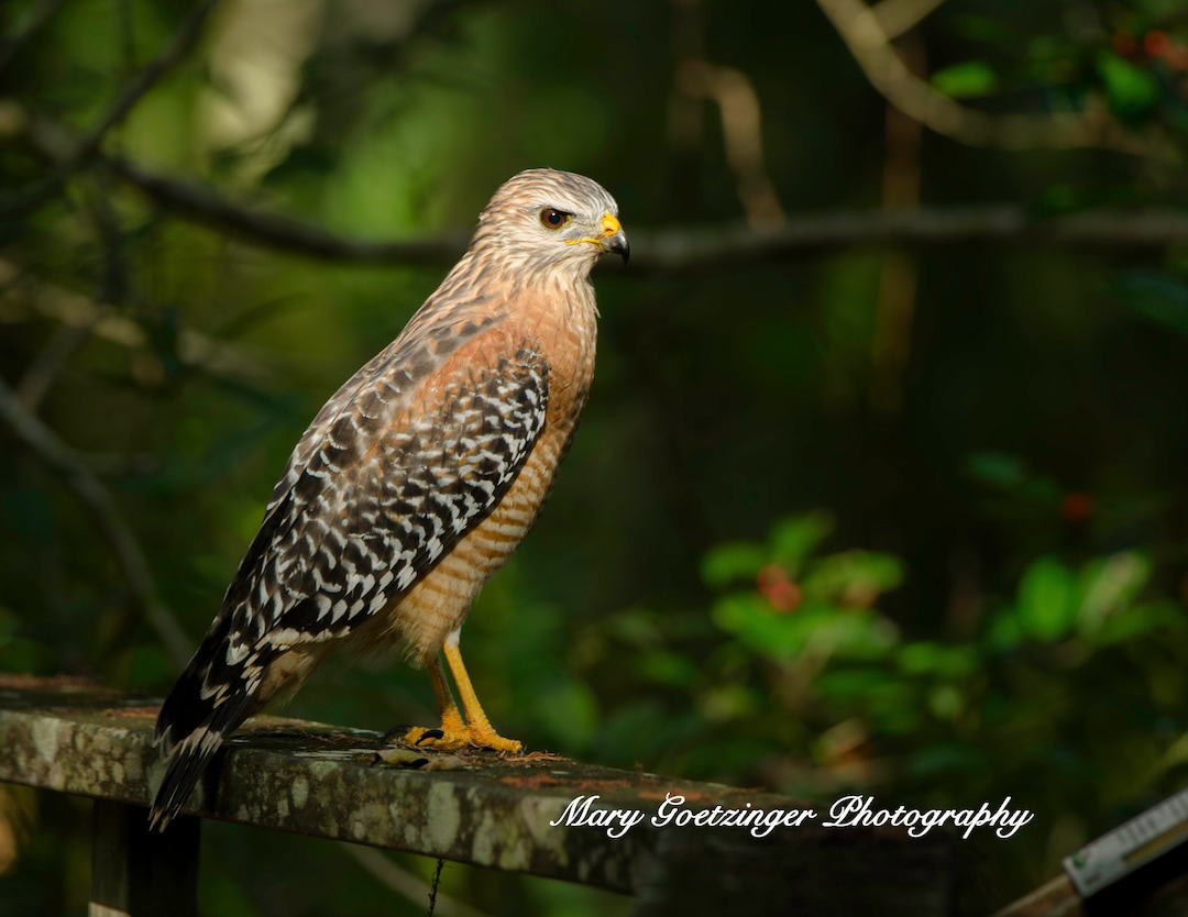 Red Shouldered Hawk on Boardwalk Rail in Corkscrew Swamp Sanctuary ...