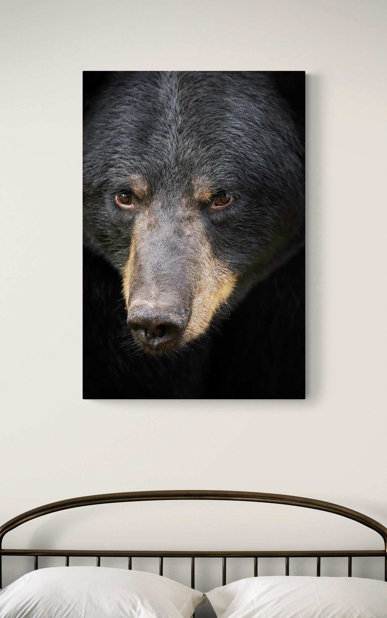 Soulful Look by a Black Bear. Bear Photography Wildlife Photography ...