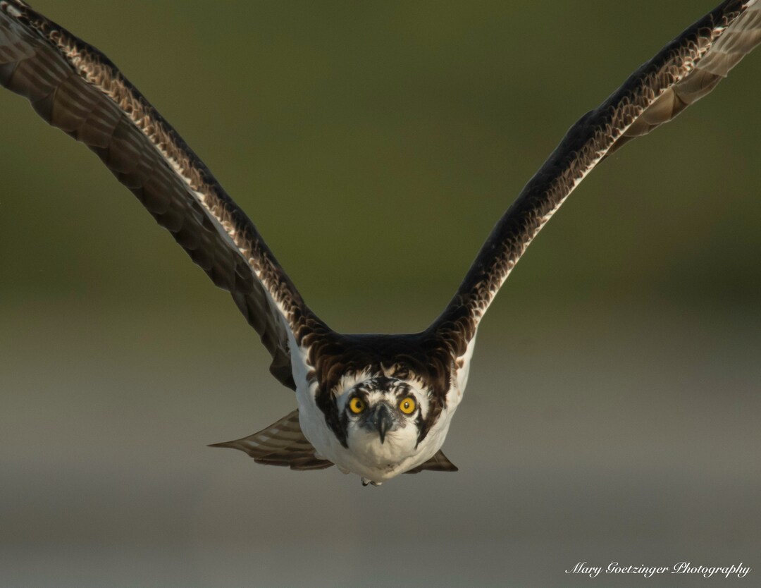 Osprey Bird in Flight Florida Bird Raptor Wildlife Photography - Etsy