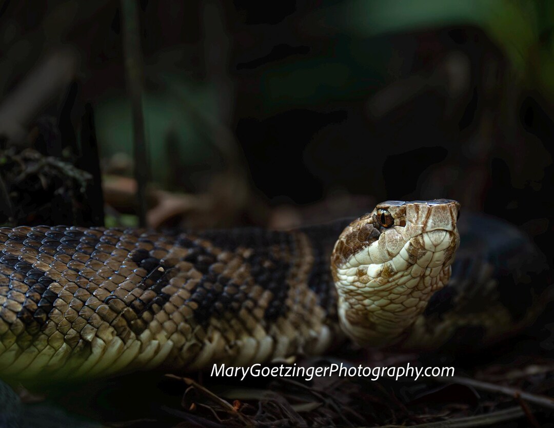 Cottonmouth / Water Moccasin in Six Mile Cypress Slough Preserve ...