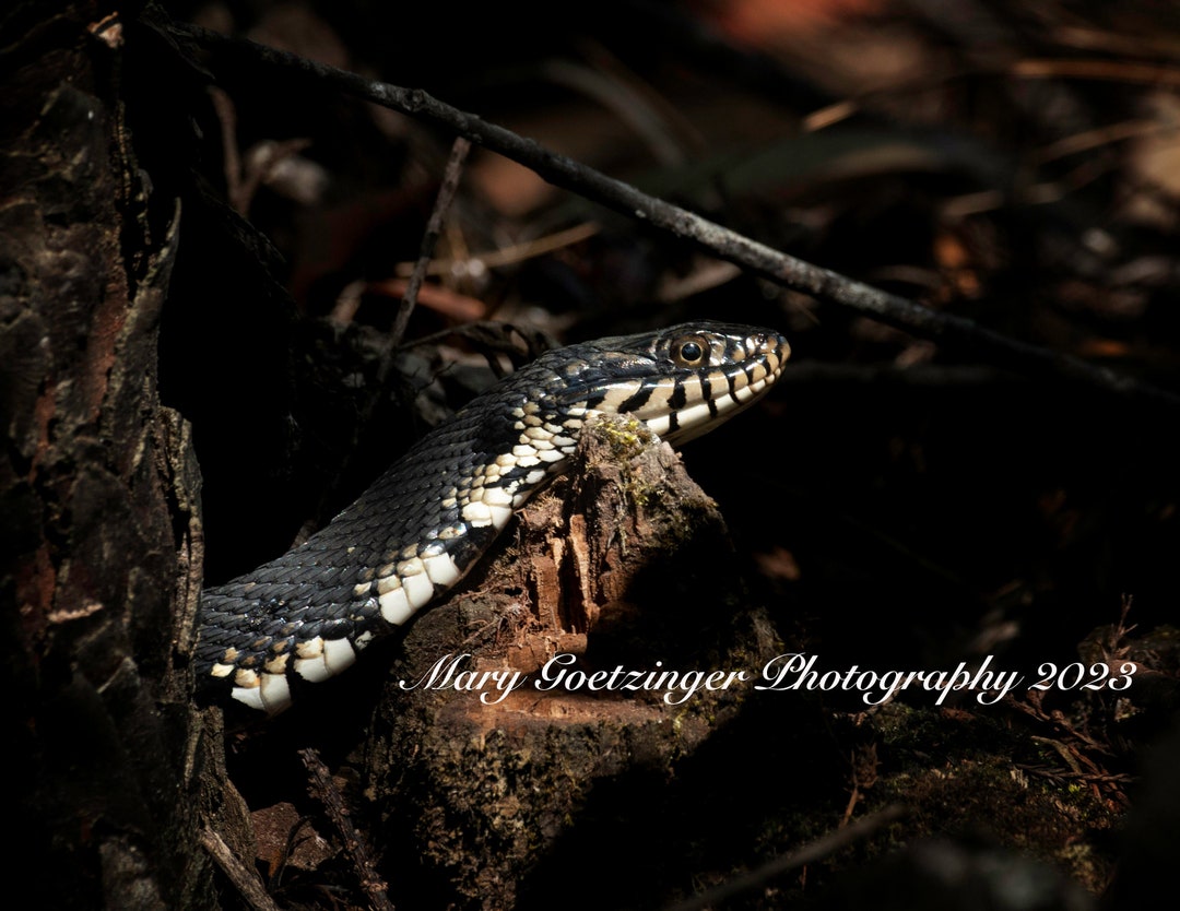 Banded Water Snake in Six Mile Cypress Slough Preserve. Florida Reptile ...