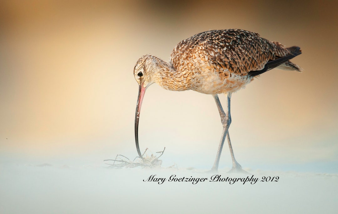 Long-billed Curlew Dreamy Florida Bird Wildlife Photo - Etsy