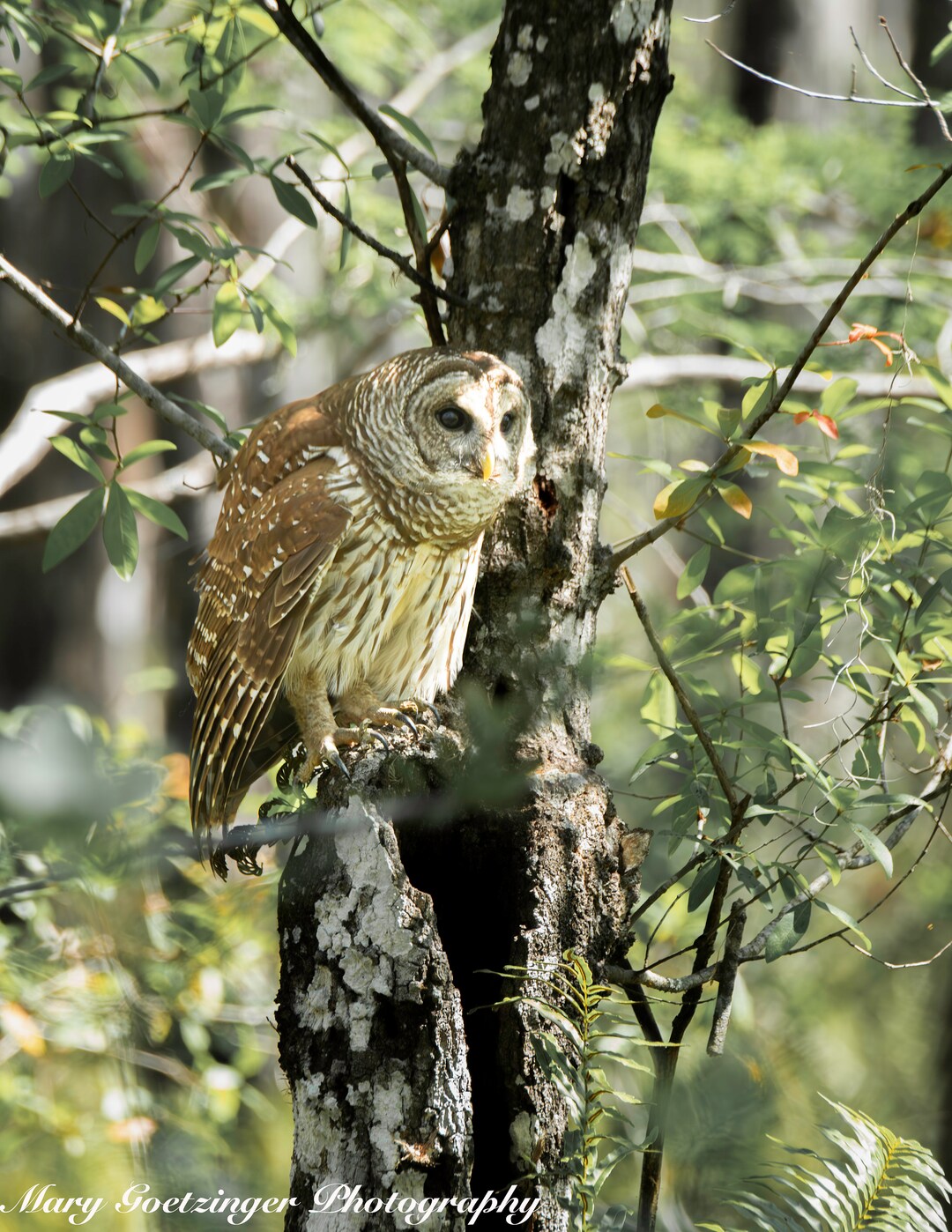 Barred Owl Hunting in Six Mile Cypress Slough Preserve. Florida Bird ...