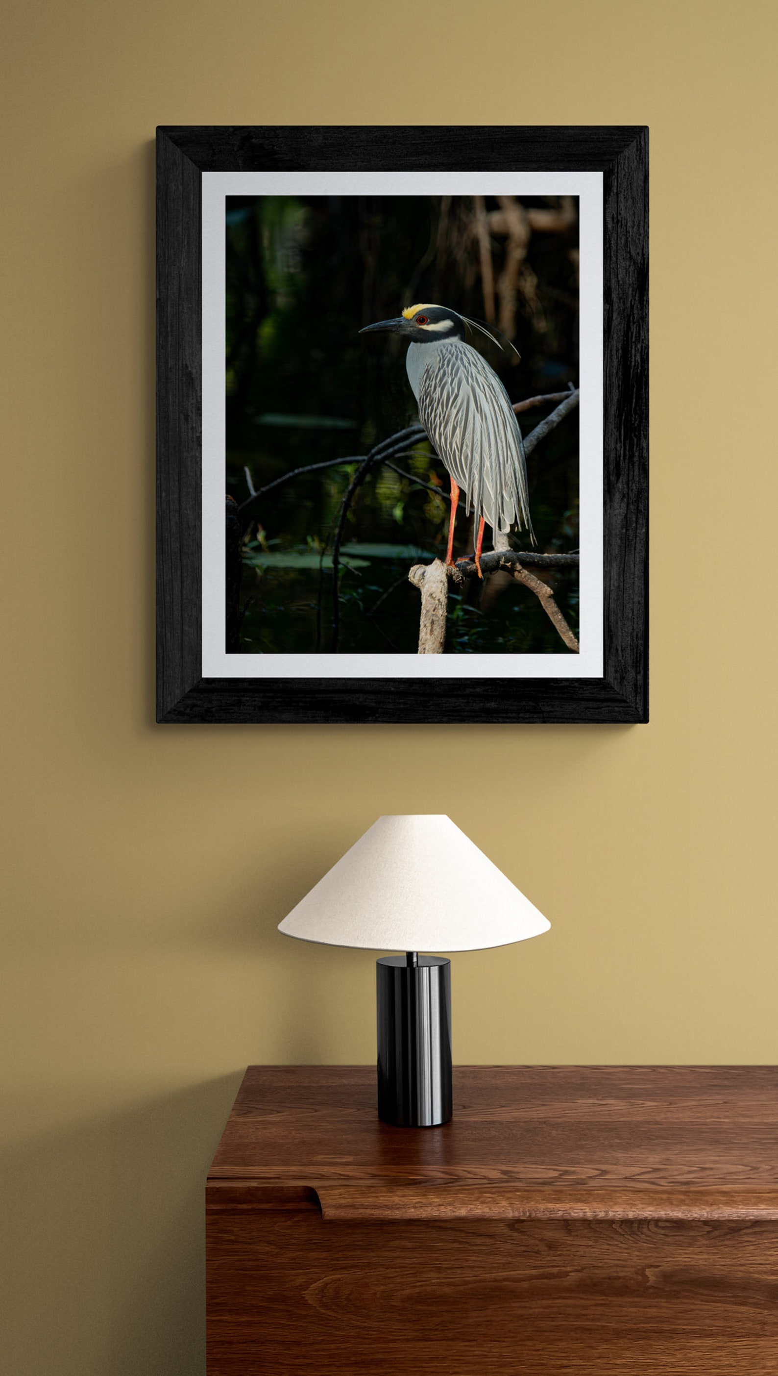 Yellow-crowned Night Heron in Six Mile Cypress Slough Preserve Florida ...