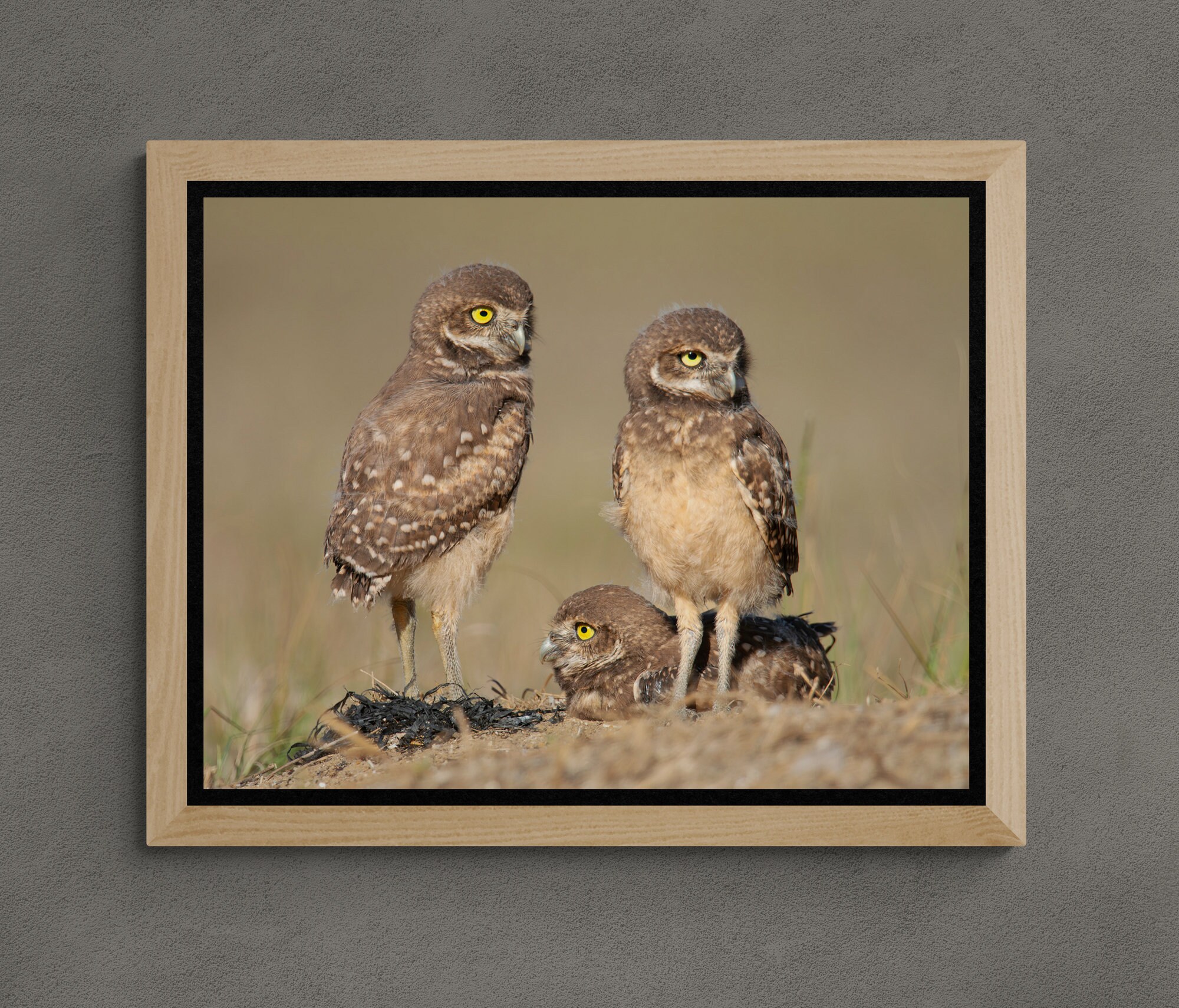 Burrowing Owlets. Three Amigos! Florida Bird, Wildlife Photography ...