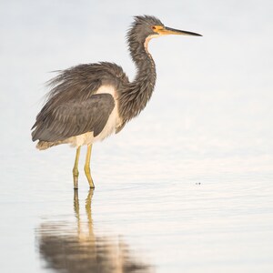 Tri-colored Heron Note Card Wildlife Artwork Nature Greeting Card - Etsy