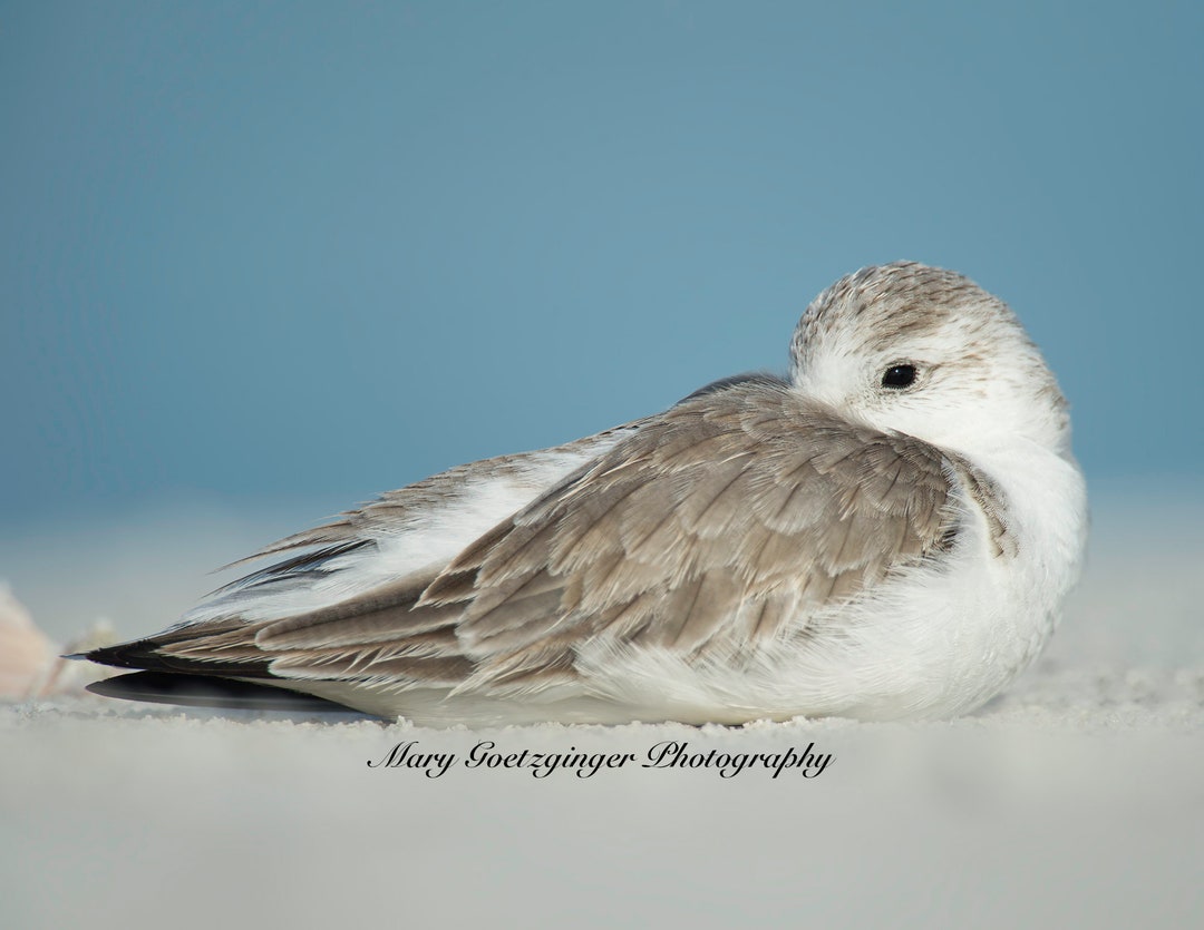 Sanderling Sleeping. Wildlife Photography. Florida Shorebird ...