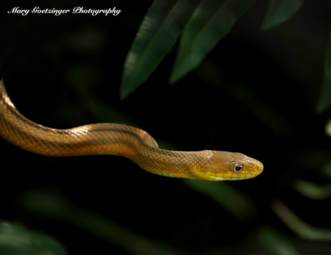 Yellow Rat Snake Photography: Florida Wildlife Art Print - Etsy