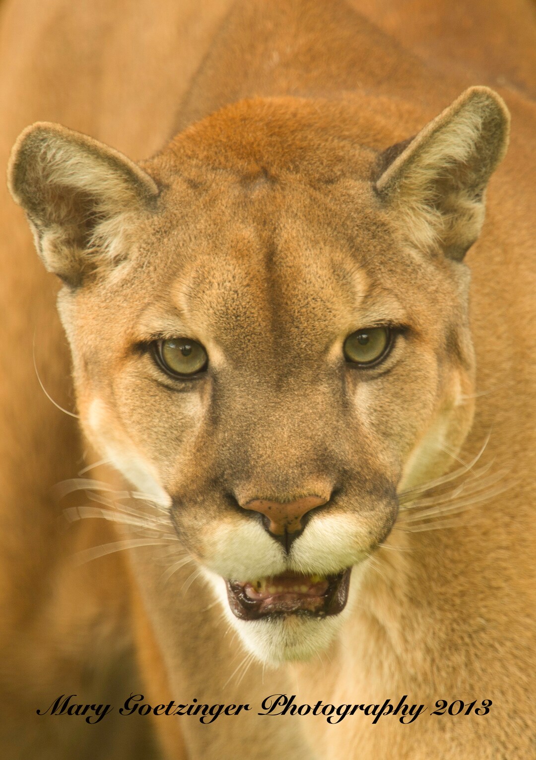 Portrait of a Captive Florida Panther Texas Cougar Mix Wildlife Photo ...