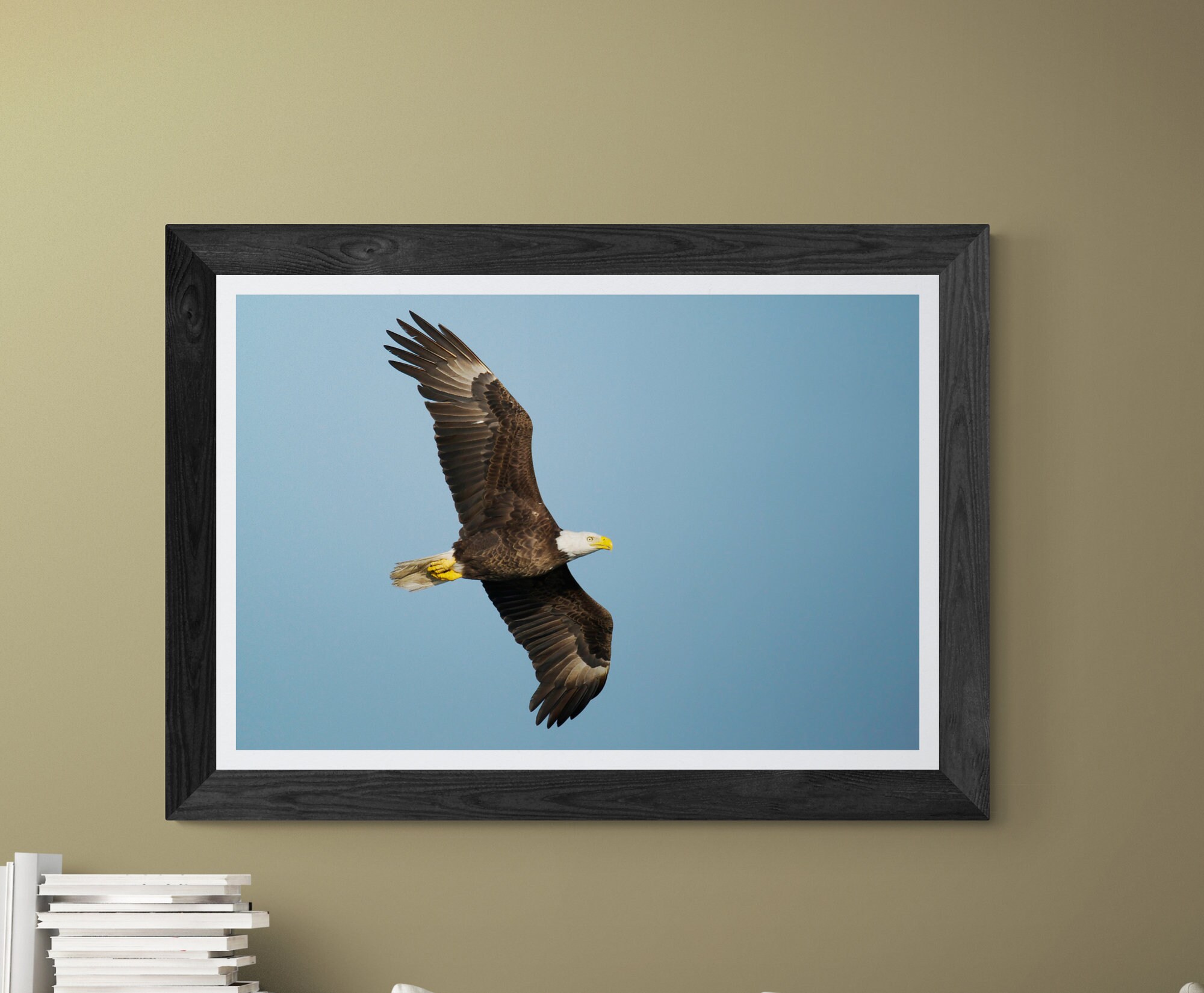 Bald Eagle in Flight Florida Bird Raptor Wildlife Photo - Etsy