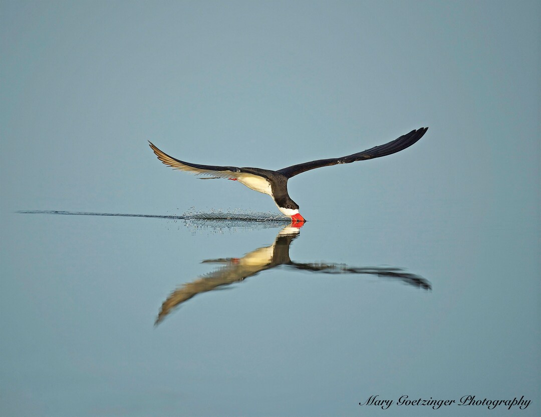 Black Skimmer Skimming Bird in Flight Florida Nature Bird Wildlife ...