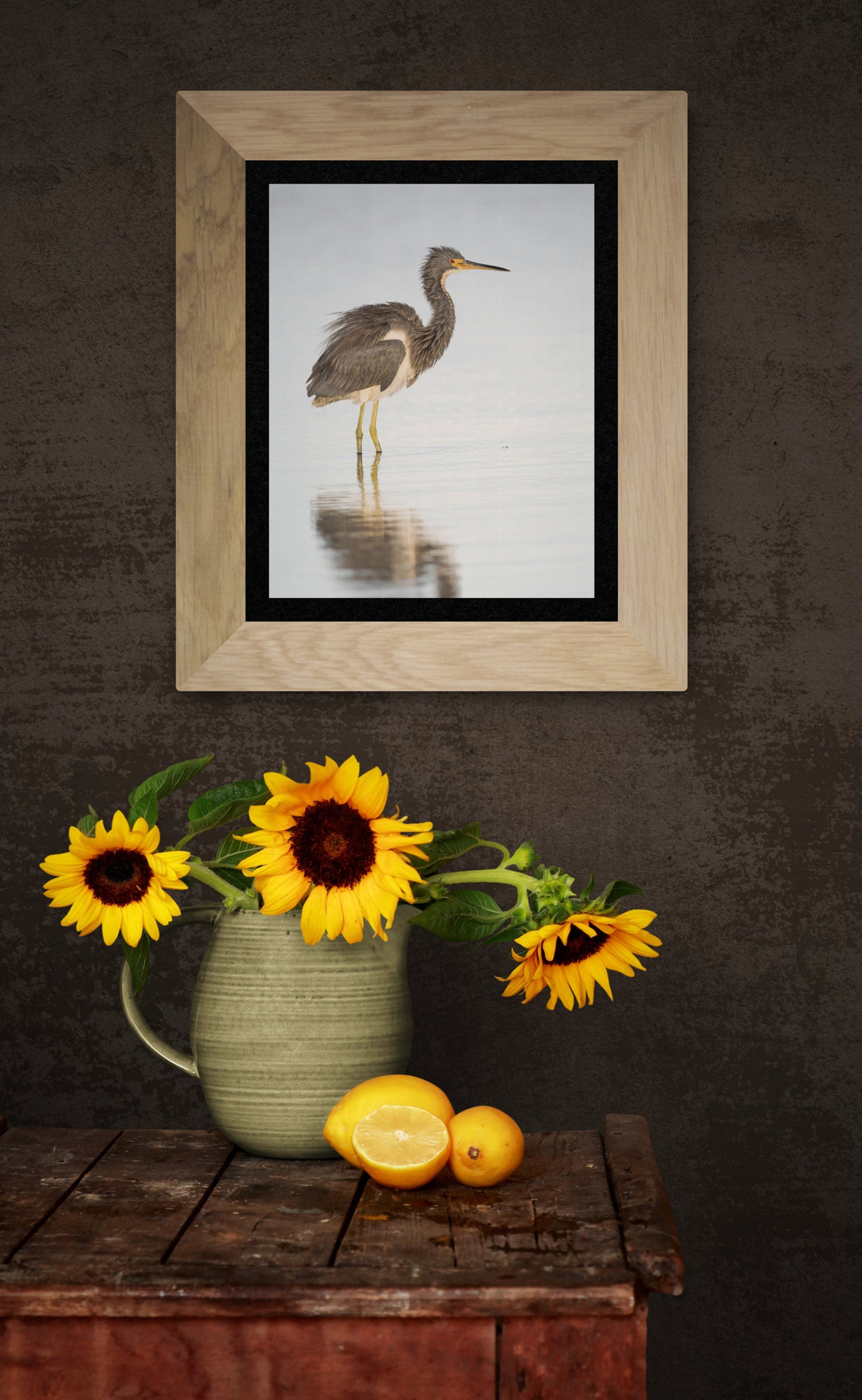 Tri-colored Heron Feather Fluff Bird Photo Wildlife Photography Wall ...