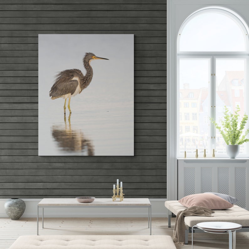 Tri-colored Heron Feather Fluff Bird Photo Wildlife Photography Wall ...