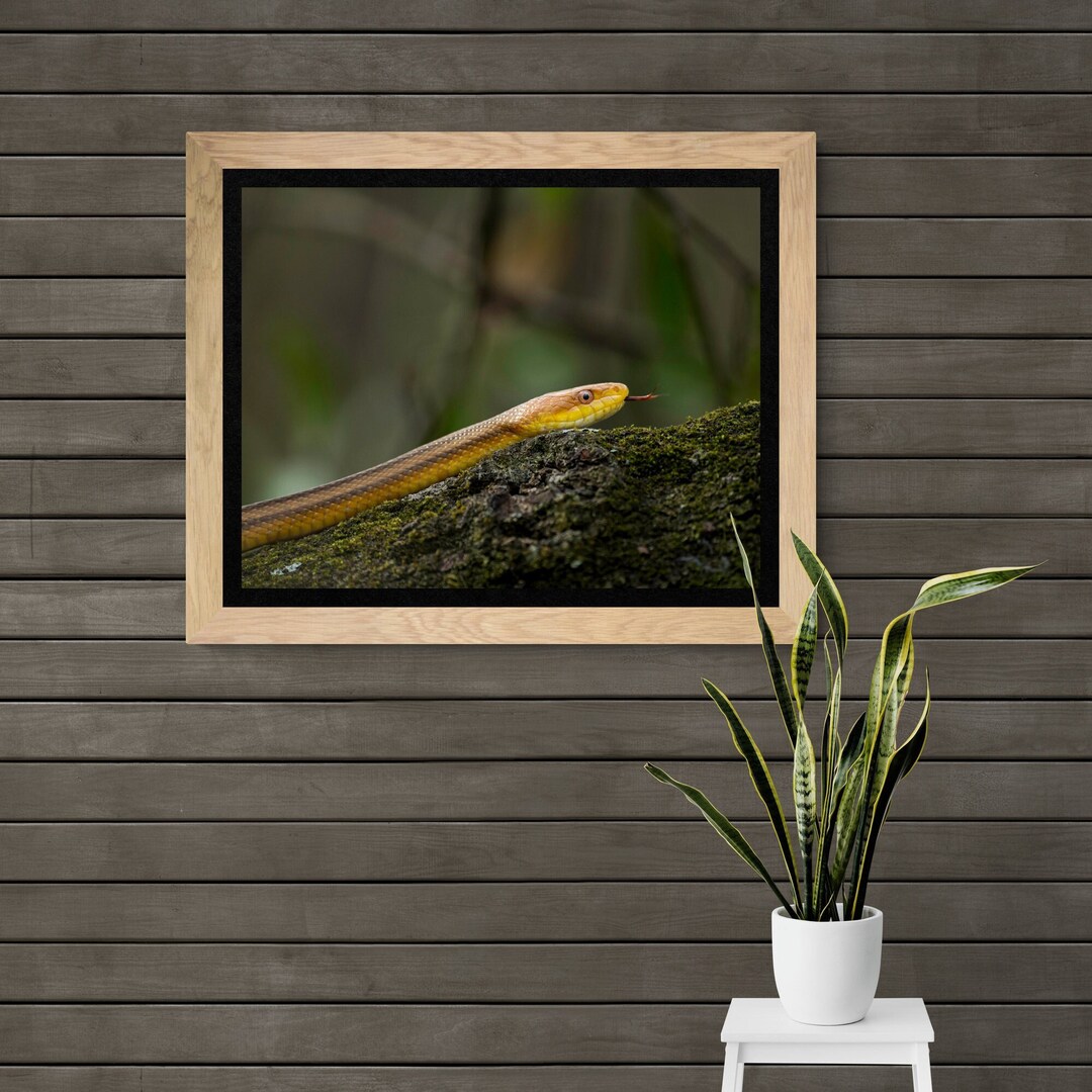 Yellow Rat Snake in Six Mile Cypress Slough Preserve Fort Myers Reptile ...