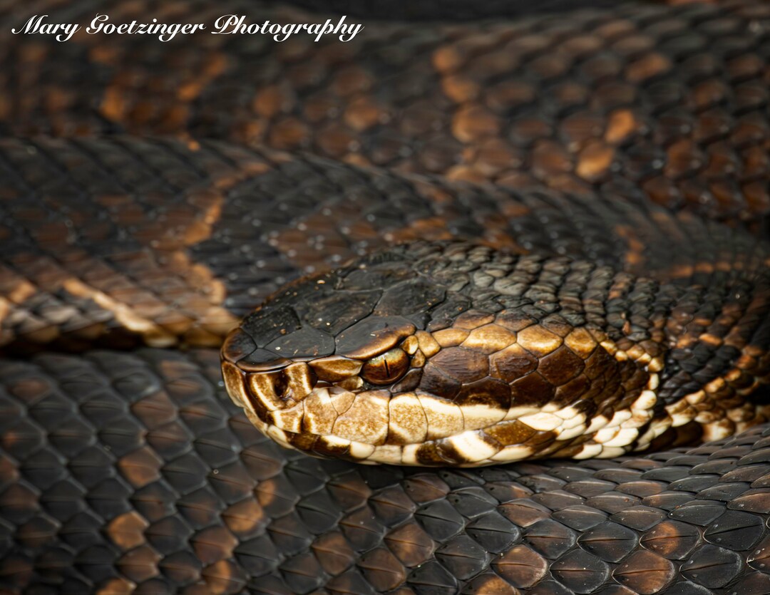 Cottonmouth Snake in Florida Cypress Slough: Wildlife Photography Print ...