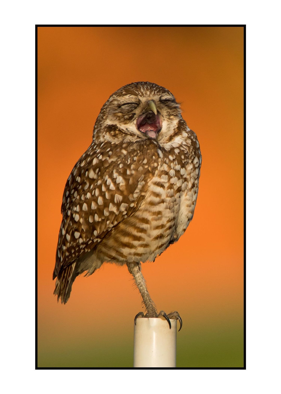 Burrowing Owl Photography Note Card: Wildlife Art, Personalized Inside ...