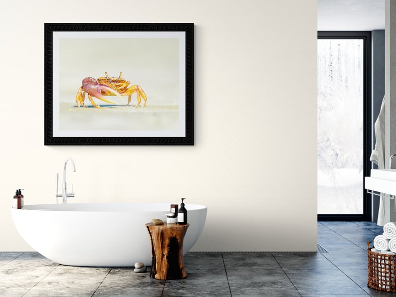 Fiddler Crab Florida Crustacean Wildlife Photo - Etsy