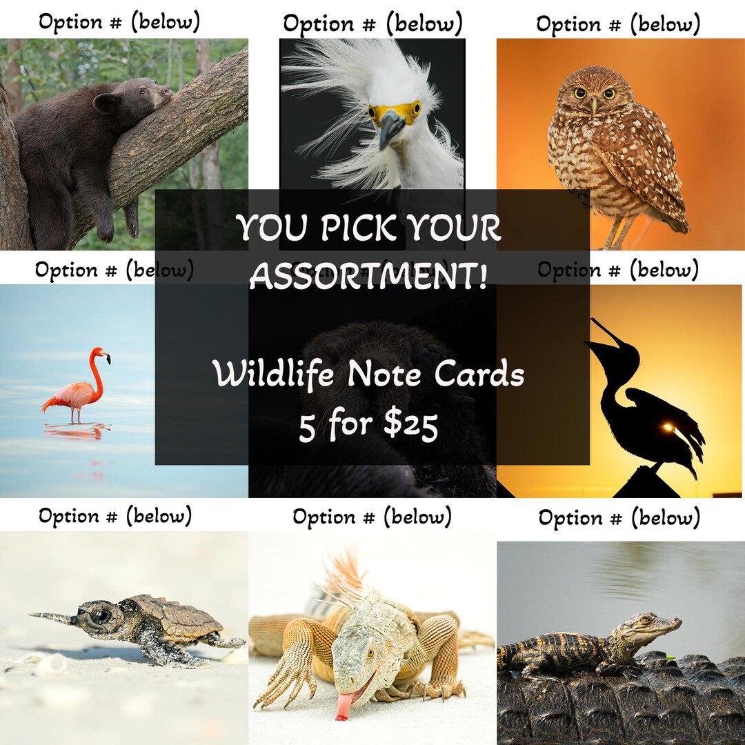 Wildlife Photo Note Cards: Animal Lover Assortment, 5x7 - Etsy
