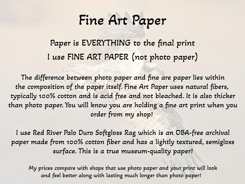 Snail Kite, Male, Picking up a Snail, Florida Bird Photography Raptor ...