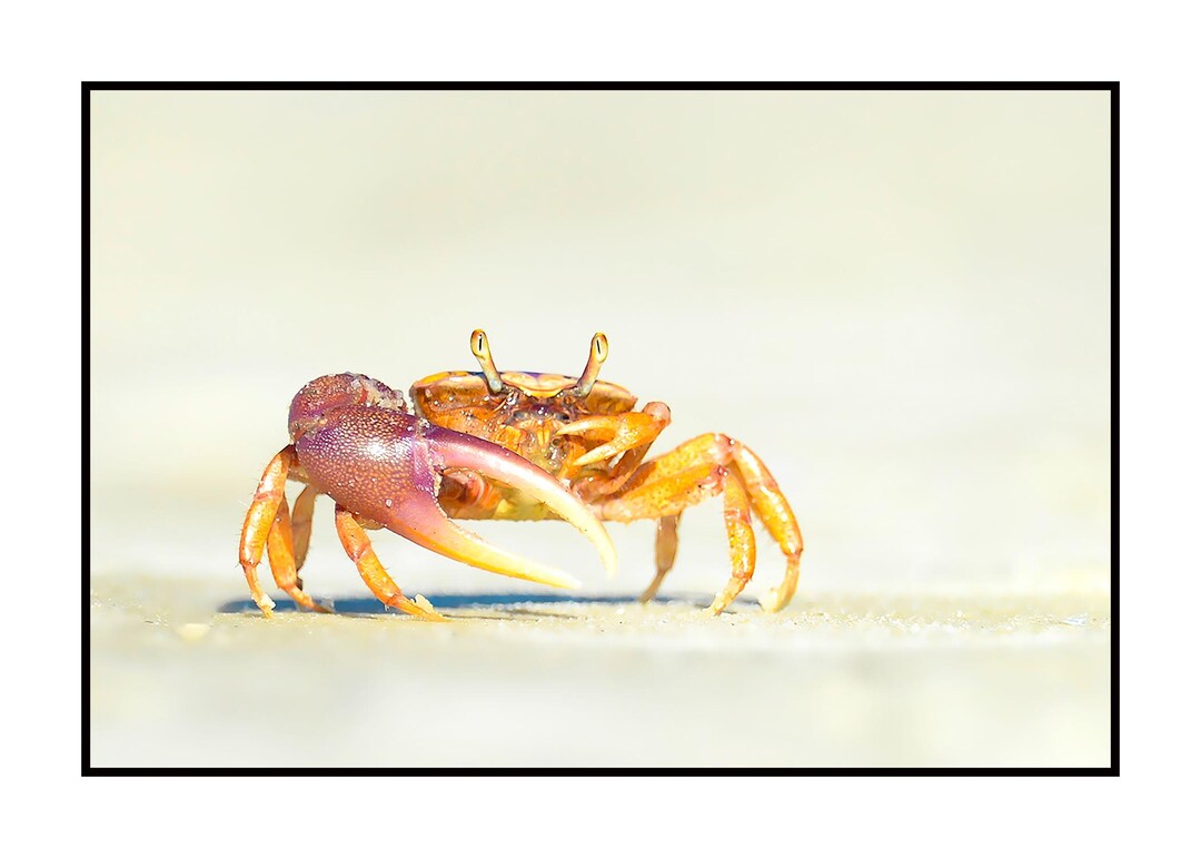 Fiddler Crab Note Card With Wildlife Artwork That Can Be Personalized ...