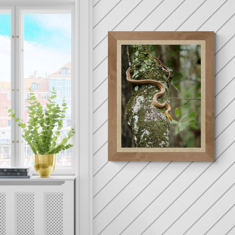 Yellow Rat Snake in Six Mile Cypress Slough Preserve Fort - Etsy