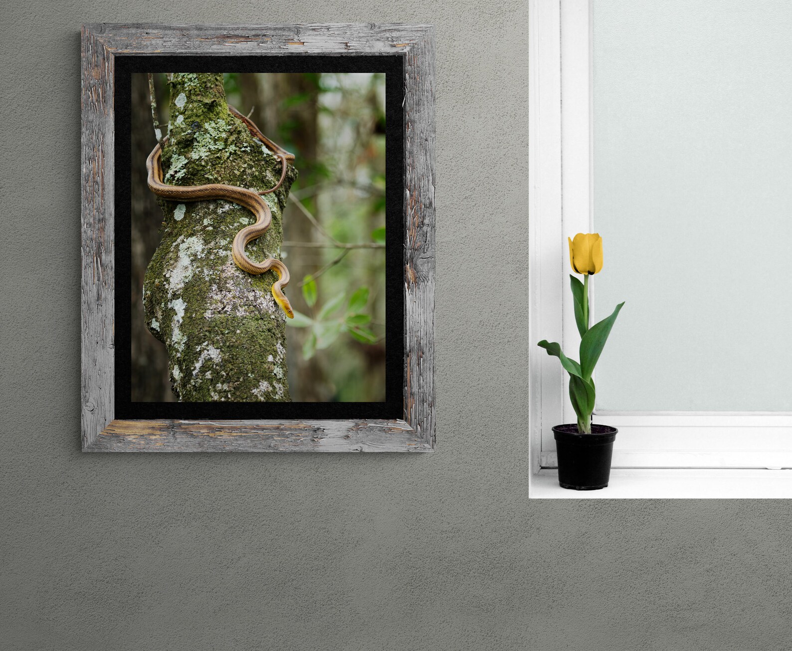 Yellow Rat Snake in Six Mile Cypress Slough Preserve Fort Myers Reptile ...