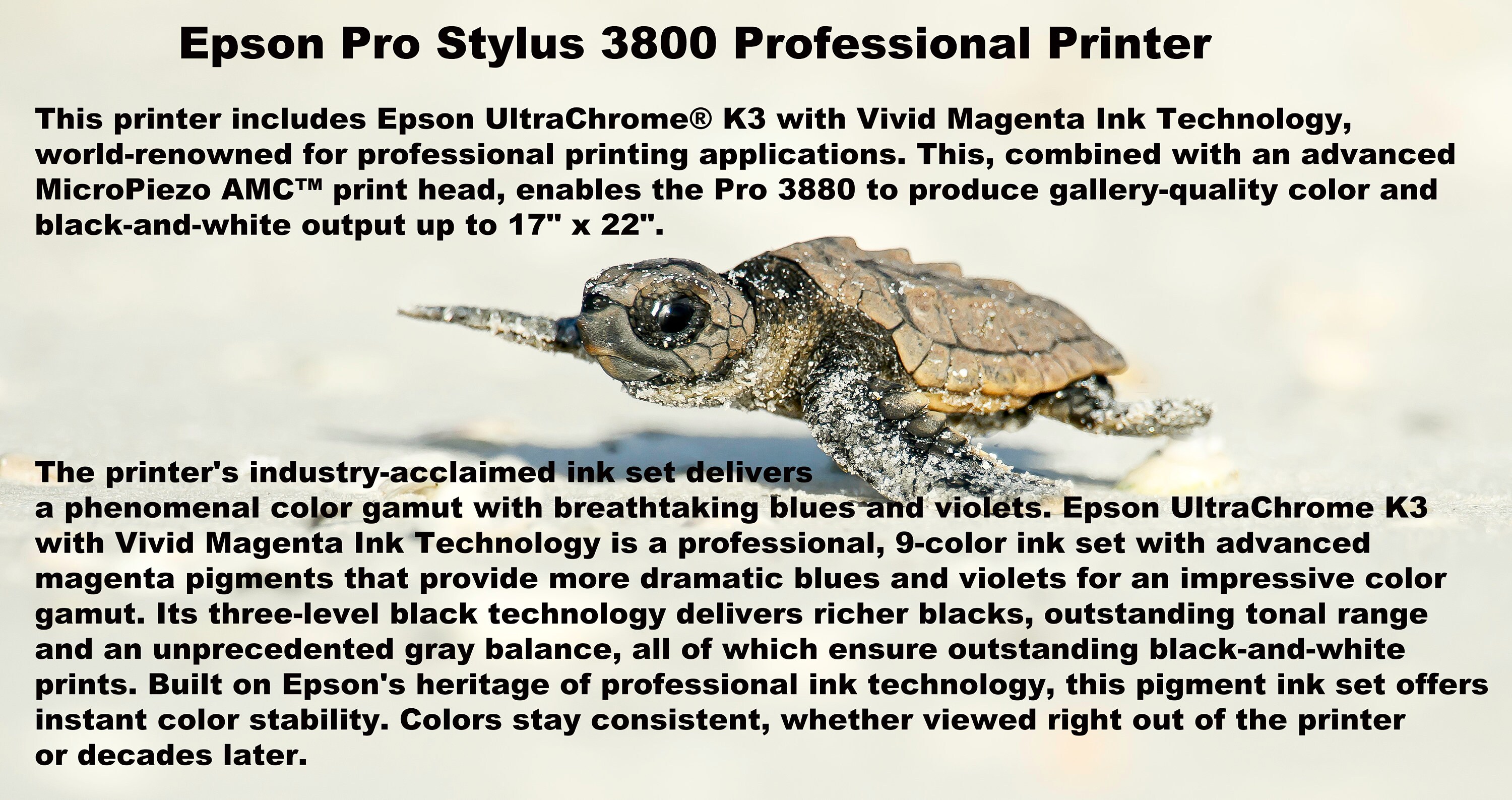 Flamingo Note Card Wildlife Artwork Nature Greeting Card - Etsy