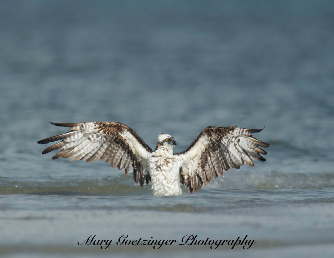 Majestic Osprey Bathing in Gulf of Mexico - Florida Wildlife Bird ...