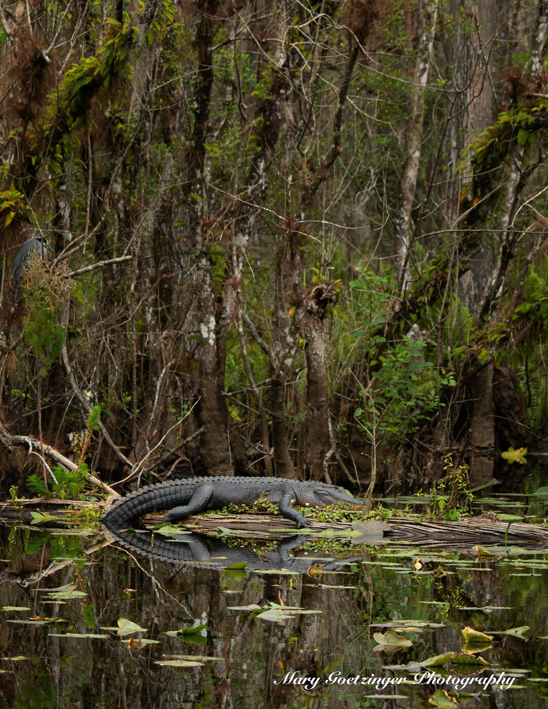 American Alligator at Six Mile Cypress Slough Preserve: Reptile Decor ...