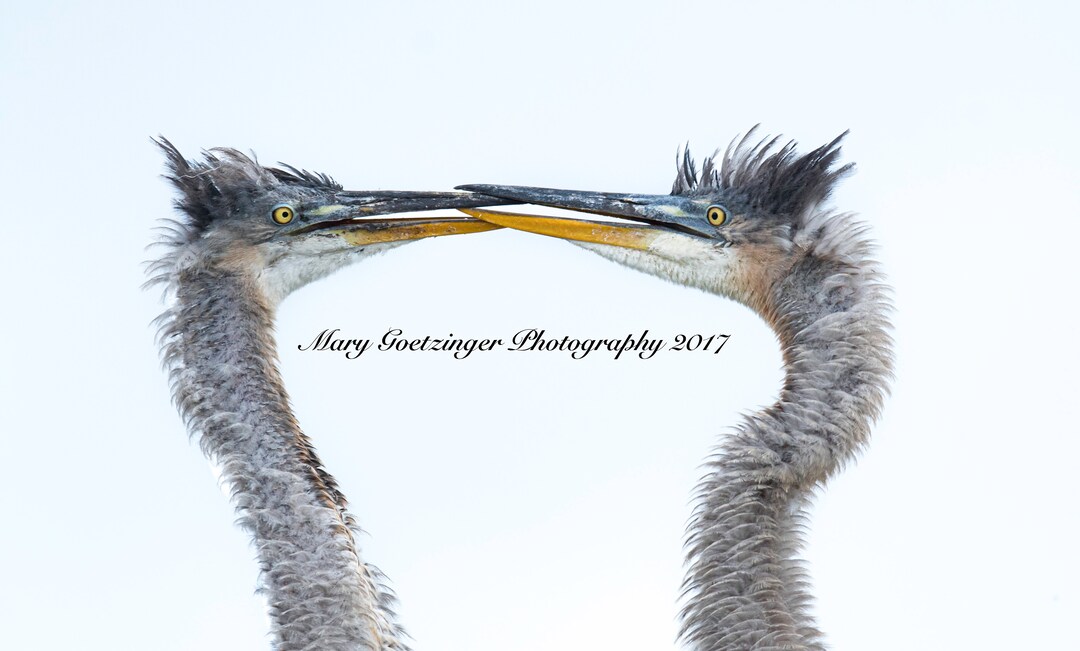 Great Blue Heron Chick's Locking Beaks. Florida Bird Wildlife Photo - Etsy