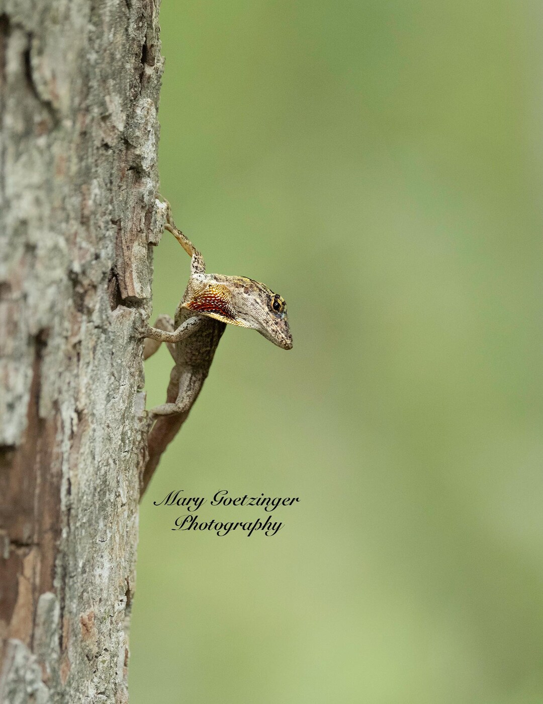 Brown Anole, Reptile Decor, Wildlife Print, Modern Dinosaur - Etsy