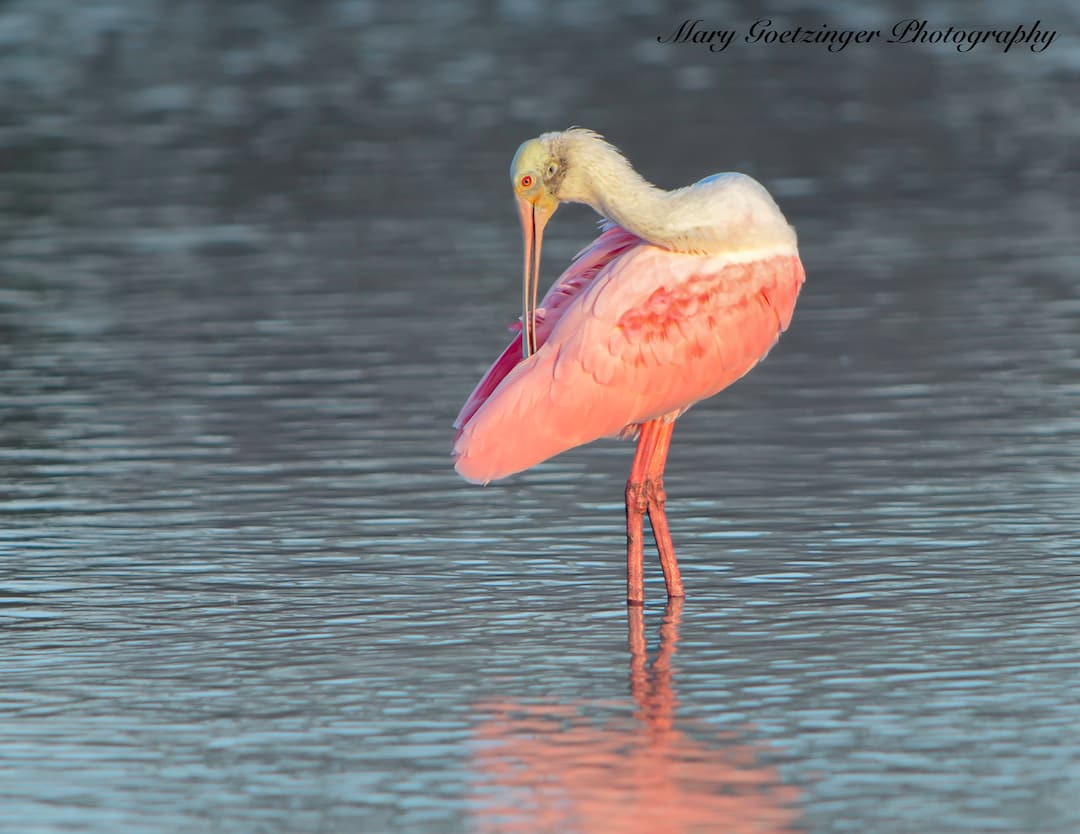 Roseate Spoonbill Florida Shore Bird Photo Wildlife Artwork - Etsy
