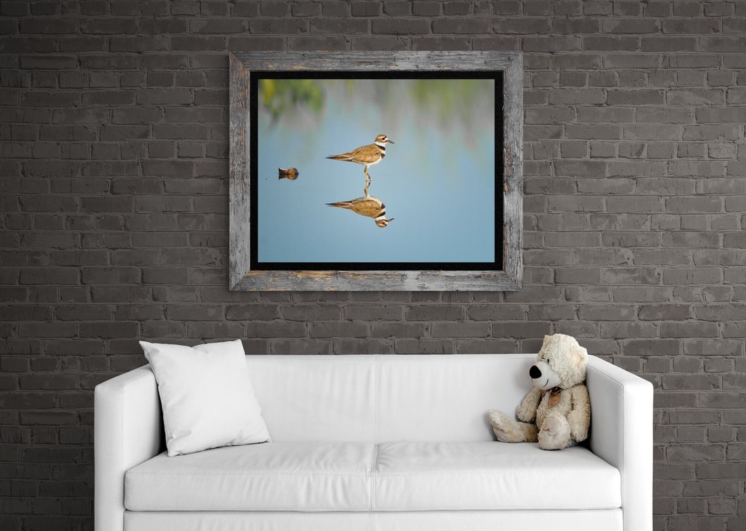 Killdeer Florida Shore Bird Photo Wildlife Artwork - Etsy