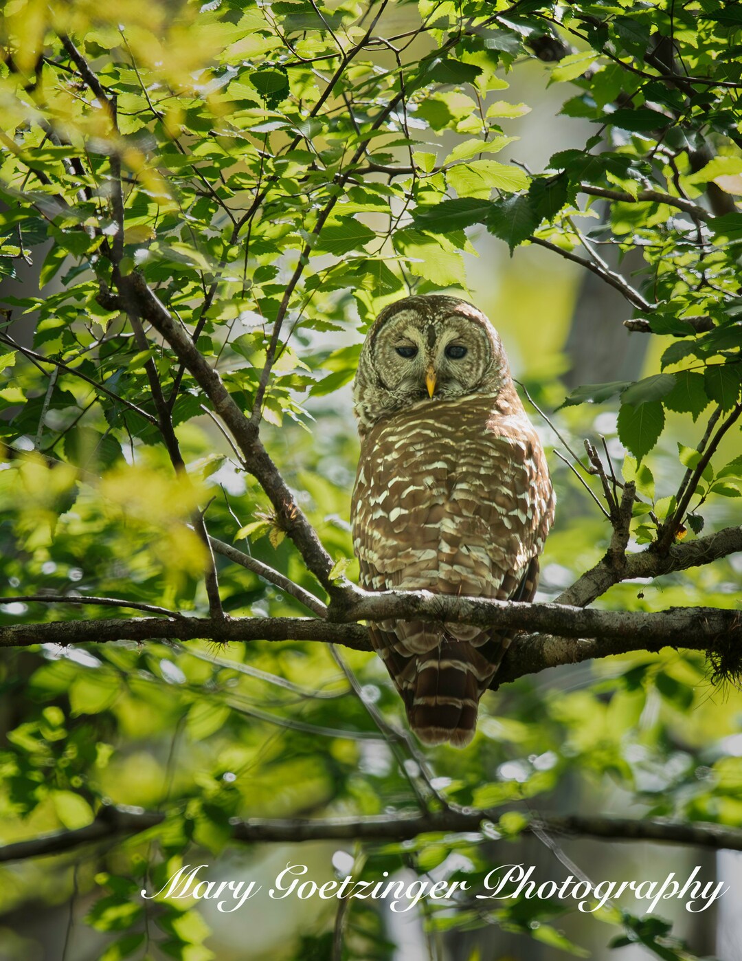 Barred Owl in Six Mile Cypress Slough Preserve. Florida Bird Raptor ...
