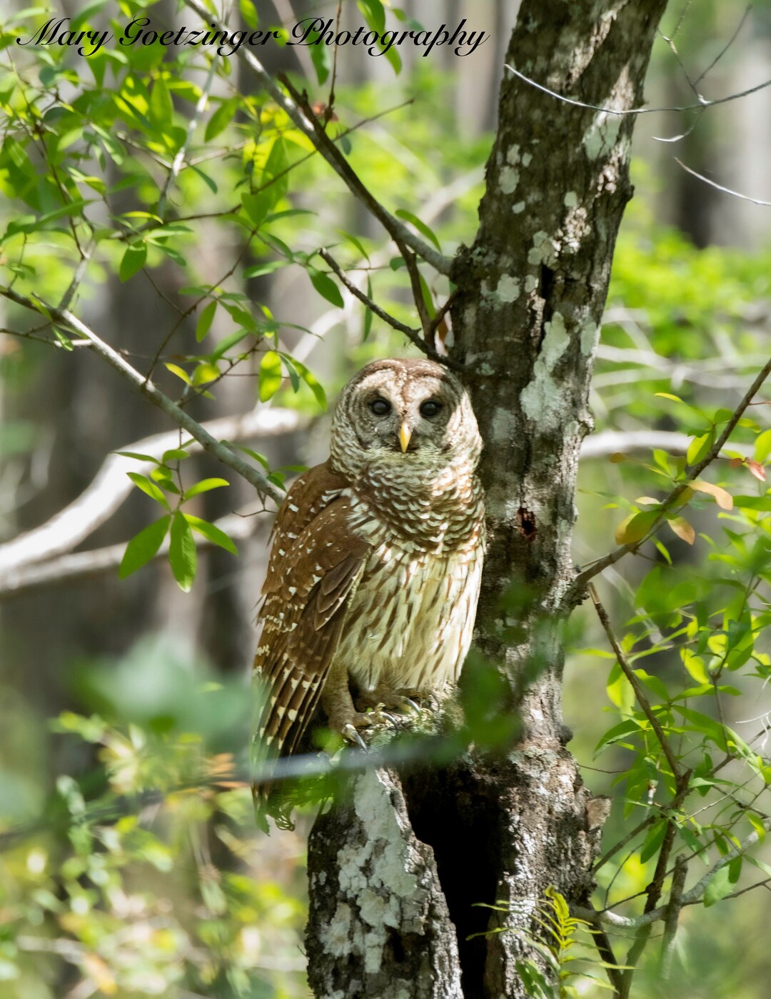 Majestic Barred Owl in Six Mile Cypress Slough Preserve: Florida ...