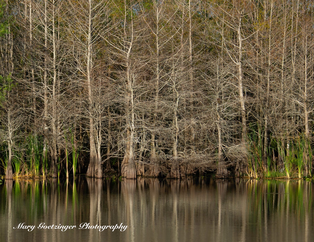 Six Mile Cypress Slough Trees and Gator Lake. Florida Photography ...