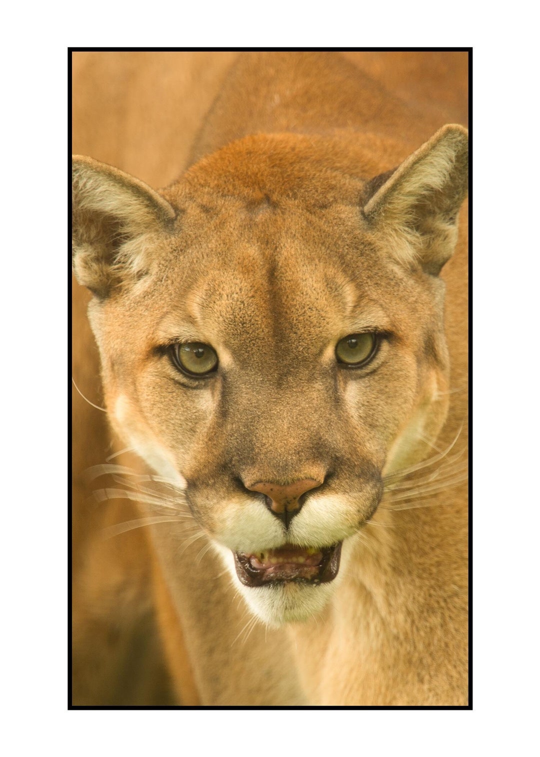 Florida Panther Note Card: Wildlife Art, Personalized Greeting - Etsy