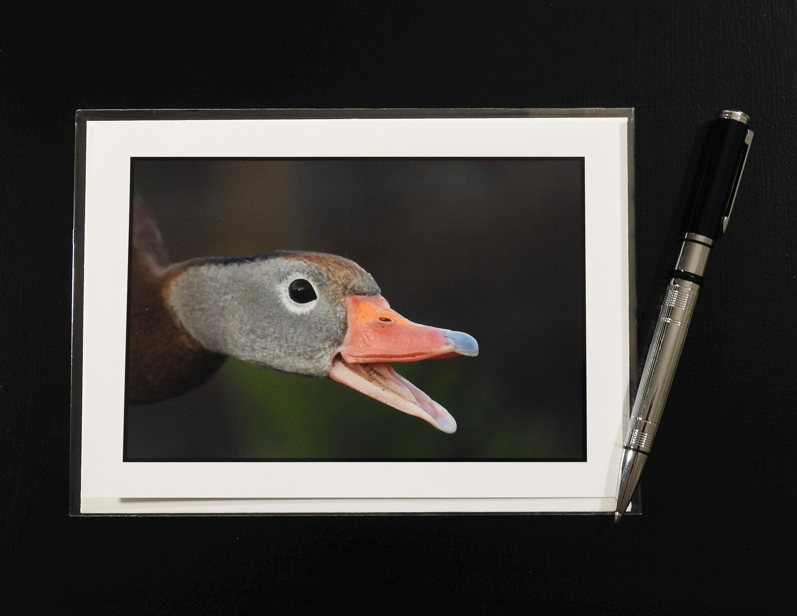 Black-bellied Whistling Duck Note Card: Wildlife Art, Personalized - Etsy