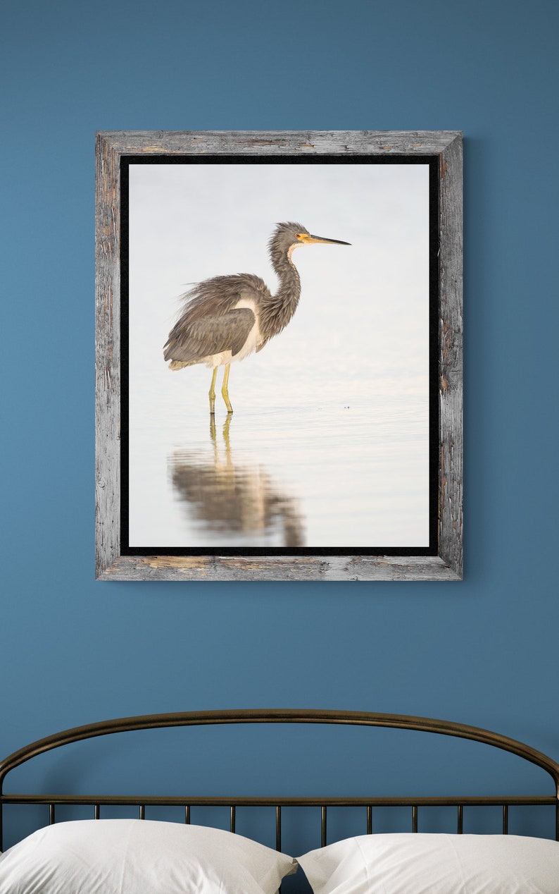 Tri-colored Heron Feather Fluff Bird Photo Wildlife Photography Wall ...